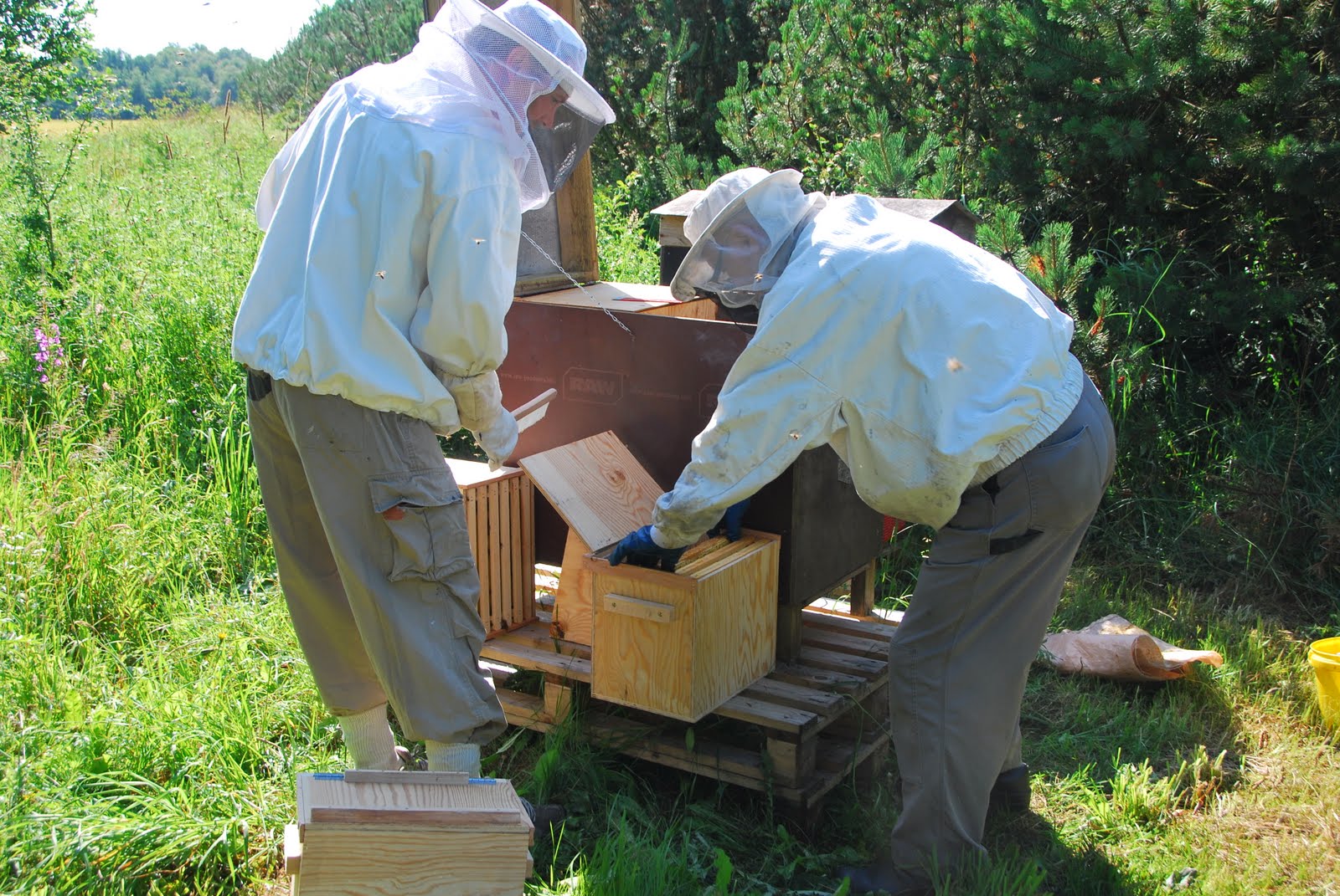 a sustainable life: first honey harvest