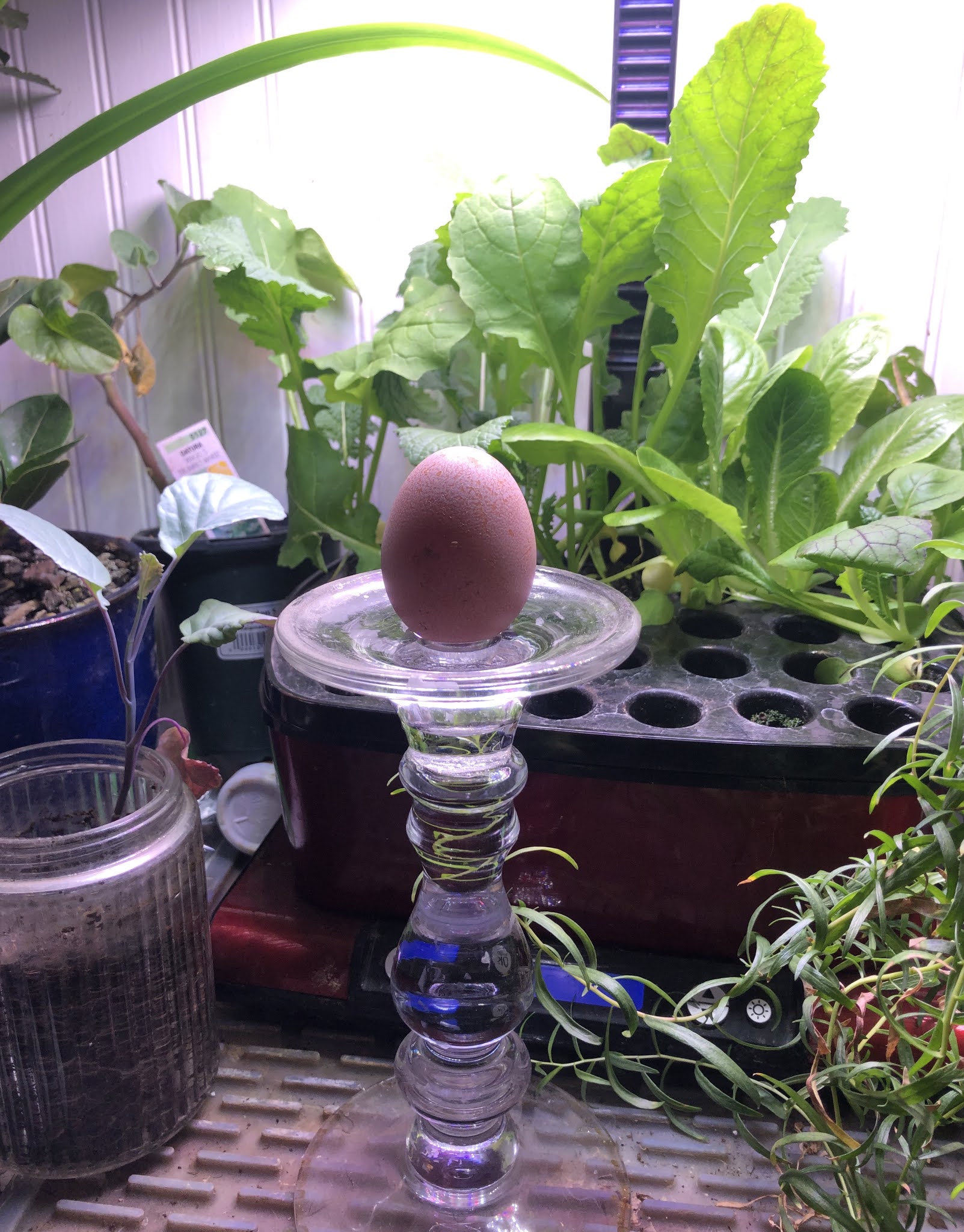 The First Egg - and how my flock reacted!