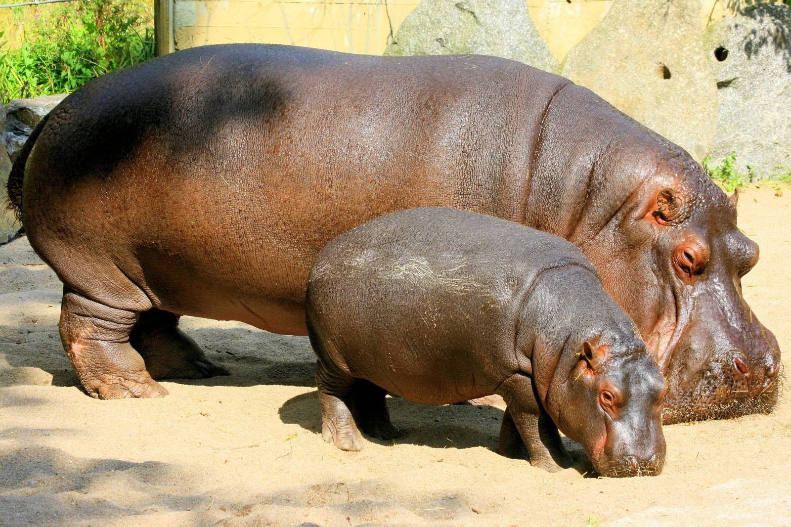 Hippopotamus - HD Wallpapers | Earth Blog