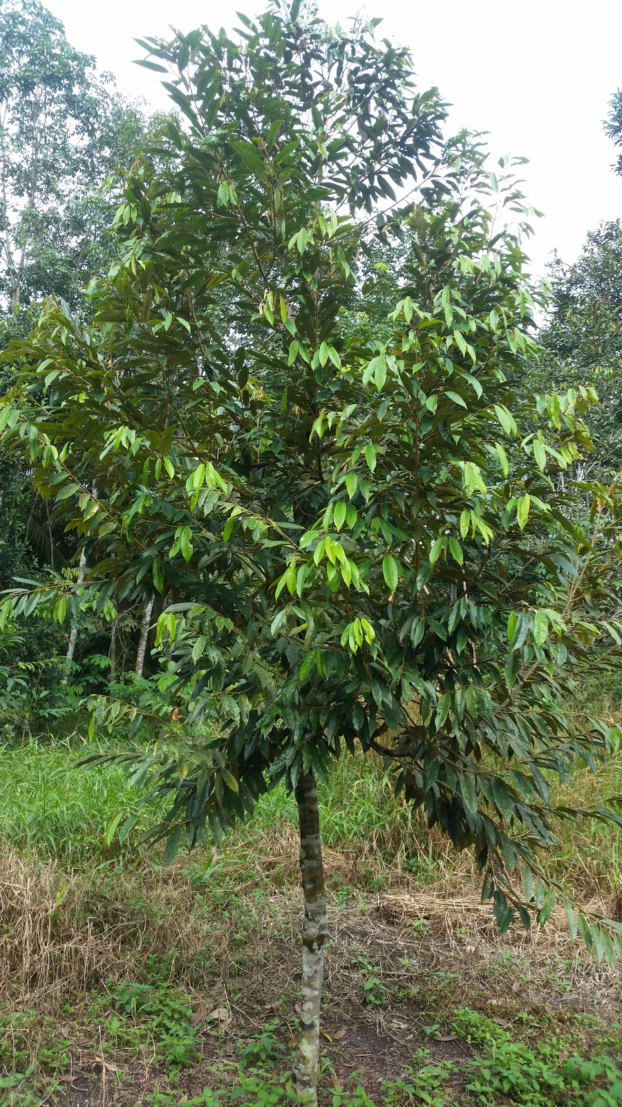 Warisan Petani: Anak Durian Raja Kunyit (Musang King)
