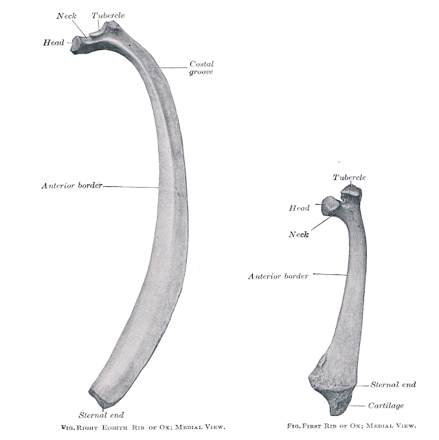 The Axial Skeleton | Gross Anatomy | Anjani Mishra