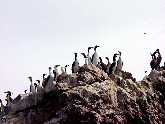NIÑAS, NIÑOS Y ADOLESCENTES ECOLÓGICOS: GUANO DE ISLA....UN ...