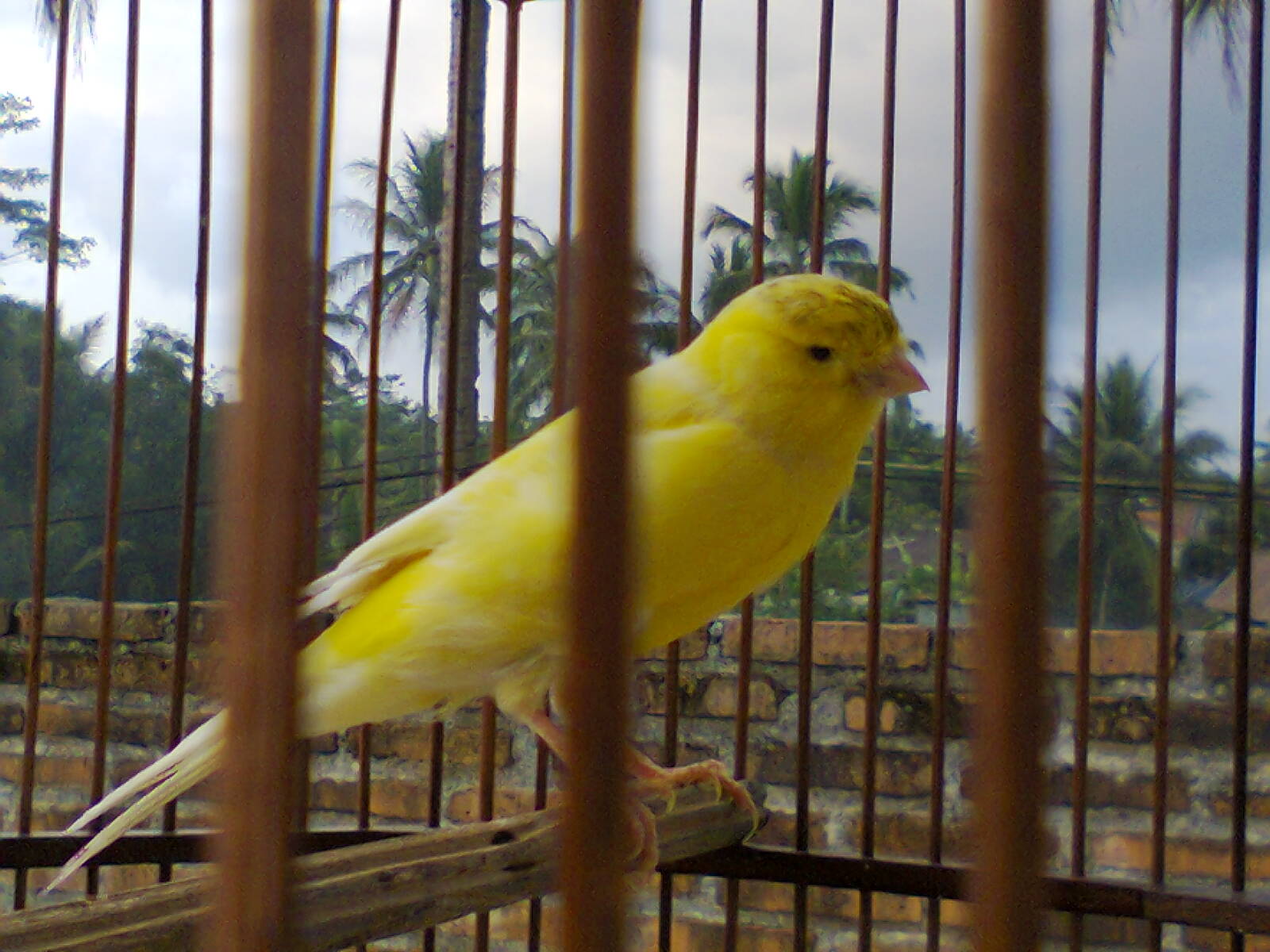 senandung burung: PEJANTAN KENARI F1 YORKSHIRE