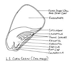 My Broken Garden: Structure of Corn ('Zea mays') Seed