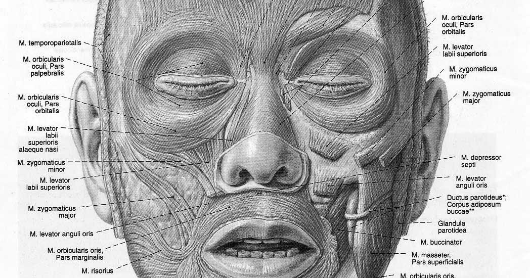 Pemeriksaan Kekuatan Otot Wajah dan Skala Ugo Fisch