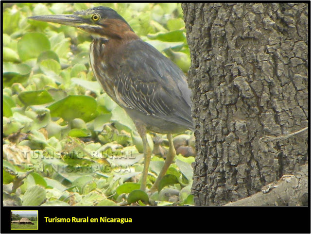 TURISMO RURAL EN NICARAGUA: LA LAGUNA DE TISMA