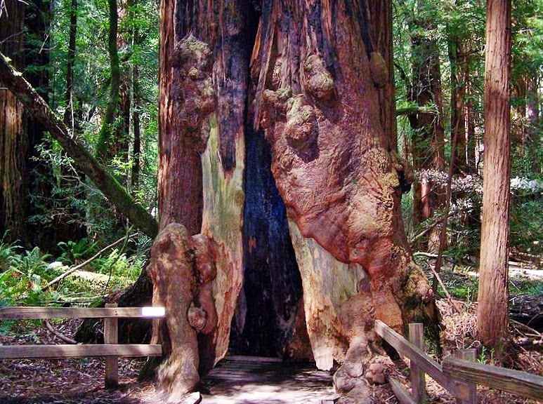 Things To See At Redwood National Park