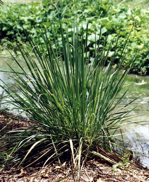 Lemon Grass benefits