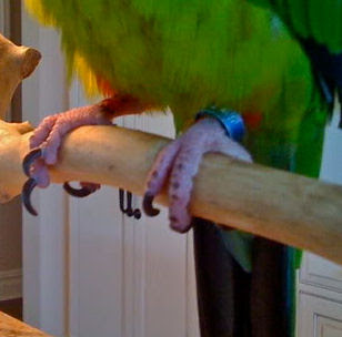 HD Animals: parrot feet