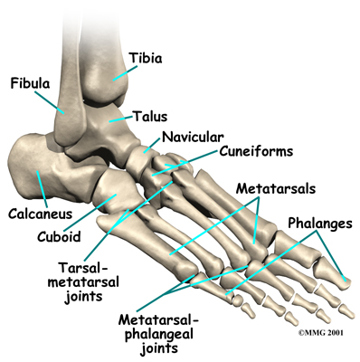 MedicoNotebook: Tarsal Bones