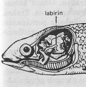 Fungsi Labirin Pada Ikan Gurame | IKAN DAN LAUT