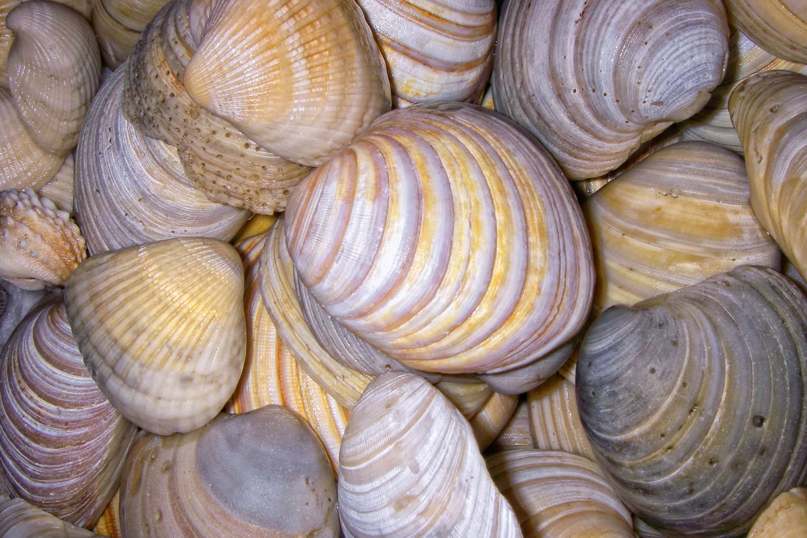 Our Travel Blog: Beaches, Sand, Shells & Wind - Farewell to South Padre ...