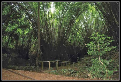 ¡Qué Pasa! Magazine: Monte Choca State Forest in Corozal: An Adventure ...