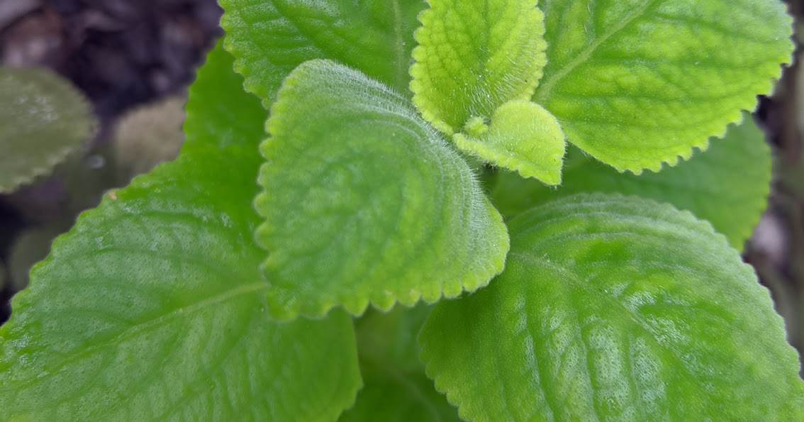 Groundbreaking Roots: Experimenting with Cuban Oregano