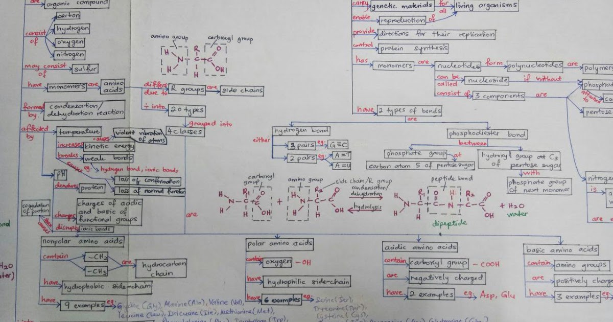 BIOLOGY is to serve mankind...: 1.1 MOLECULES OF LIFE