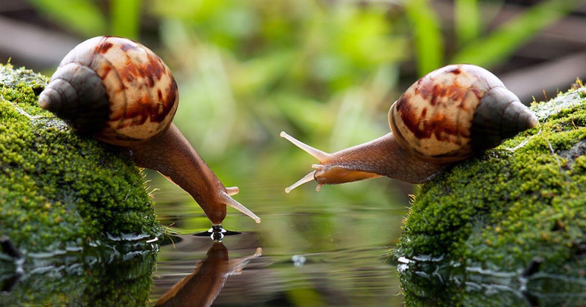 Chileno Rockero: Galería de imágenes: Caracol terrestre