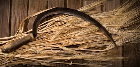 Brunson20 - Your Site For LDS Theology: The Wheat and Temple Connection