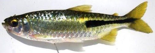 Alma d'Água: Peixes / Characiformes / Alestidae