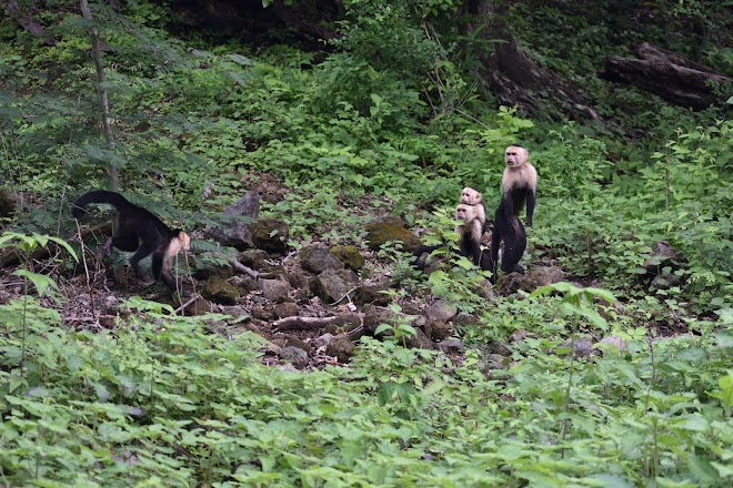 How Do Monkeys Communicate?