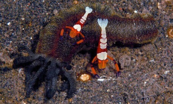 Pola Interaksi Makhluk Hidup di Ekosistem: Simbiosis, Kompetisi ...