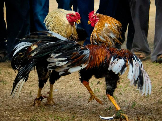 Razas de gallos.