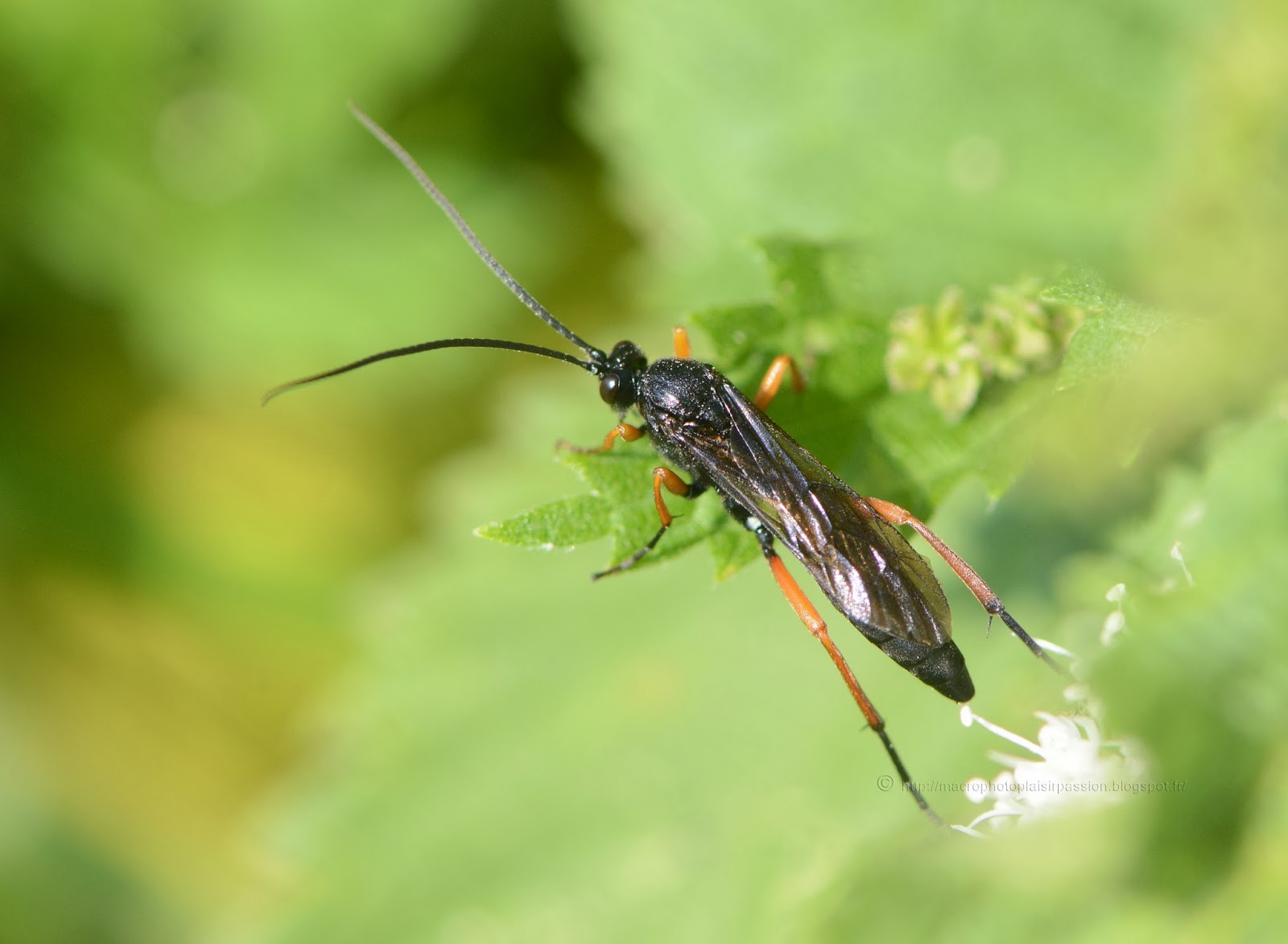 Macrophoto plaisir passion: Un Ichneumonidae nommé Pseudoamblyteles ...