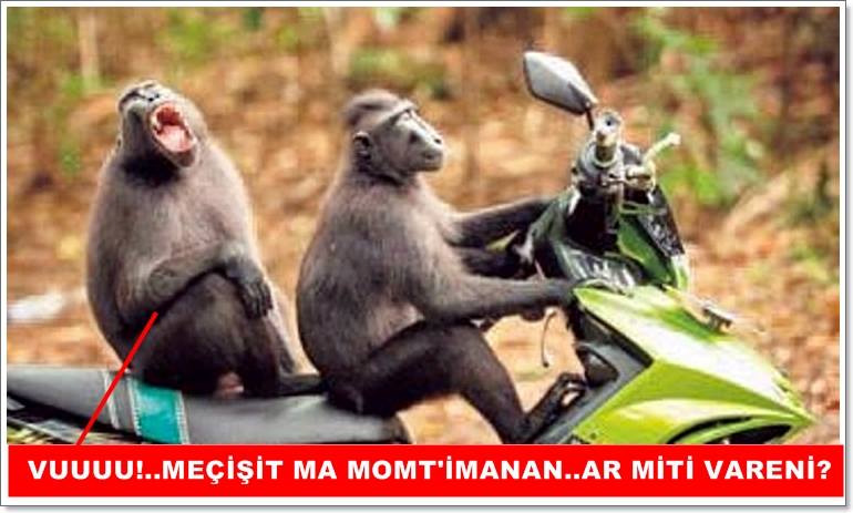 ARHAVİ ARKABİ HACİŞİ: Lazca