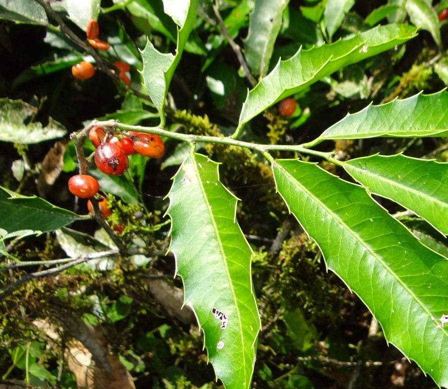 ALAM TUMBUHAN: KELUARGA ARA / ARIA [Moraceae family]