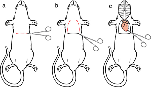 Voltage Gate: At the heart of the matter: an introduction to ...