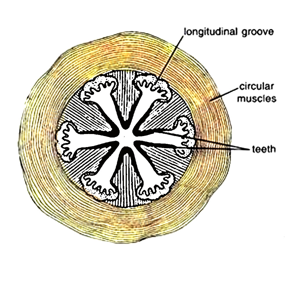 B. Sc. - II Animal Diversity- IV (Old) : Cockraoch Temporary ...