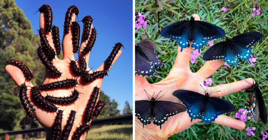 Rare Butterfly Repopulated