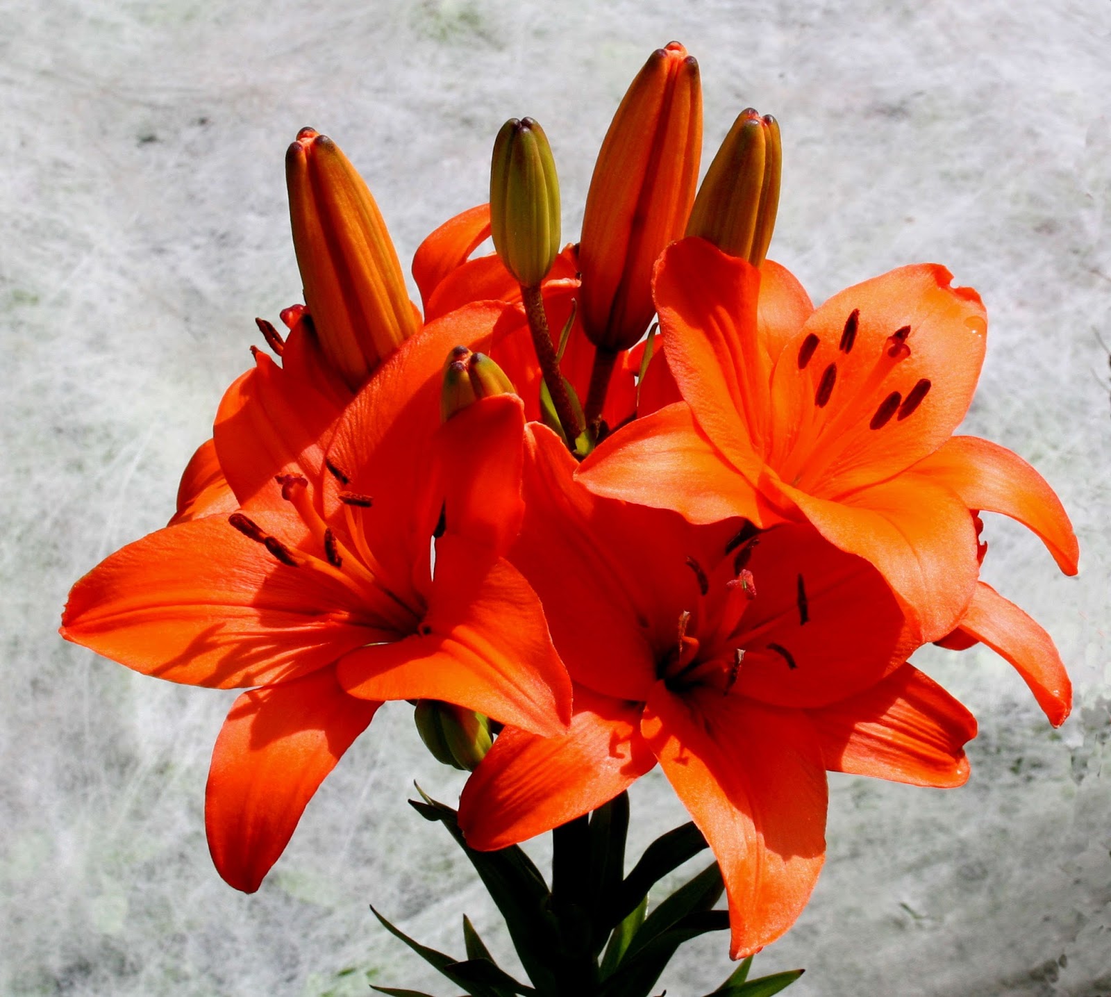 Scottish Artist and his Garden: LILIES