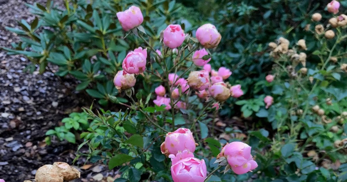 amo sin blogg: Fargar i hagen