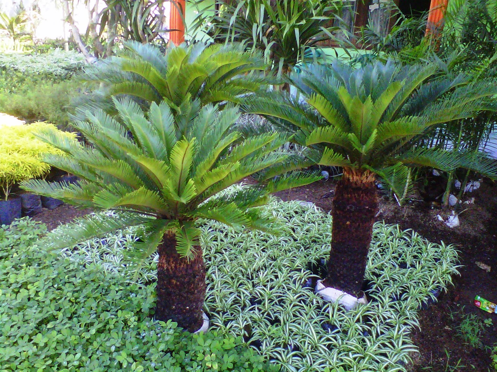 29 Jenis Tanaman yang Sering Dijadikan Penghias Taman - HONAY LANDSCAPE