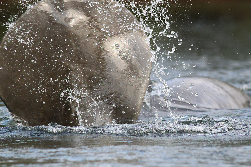 The Rambling Wren: Manatee Tails