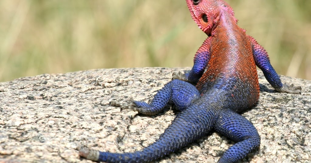 The Mwanza Flat-headed Rock Agama - The Spider-Man Lookalike Lizard ...