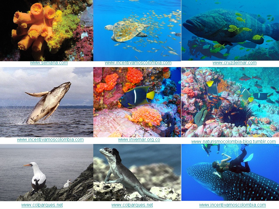 Pasea por Colombia: Isla de Malpelo: Maravilla Colombiana