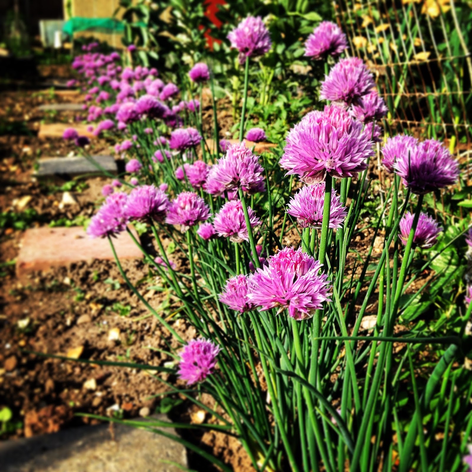 Allotment Heaven: Chives