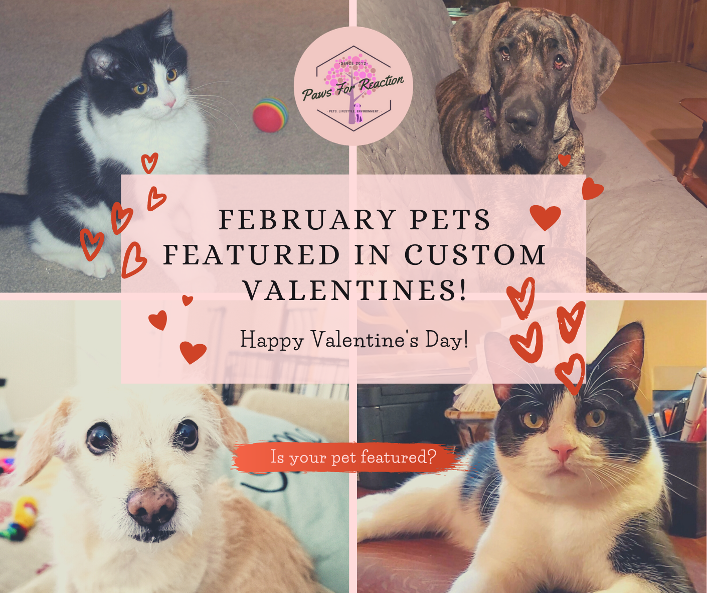 February Featured Pets: Custom Valentine of your pet | Paws for Reaction