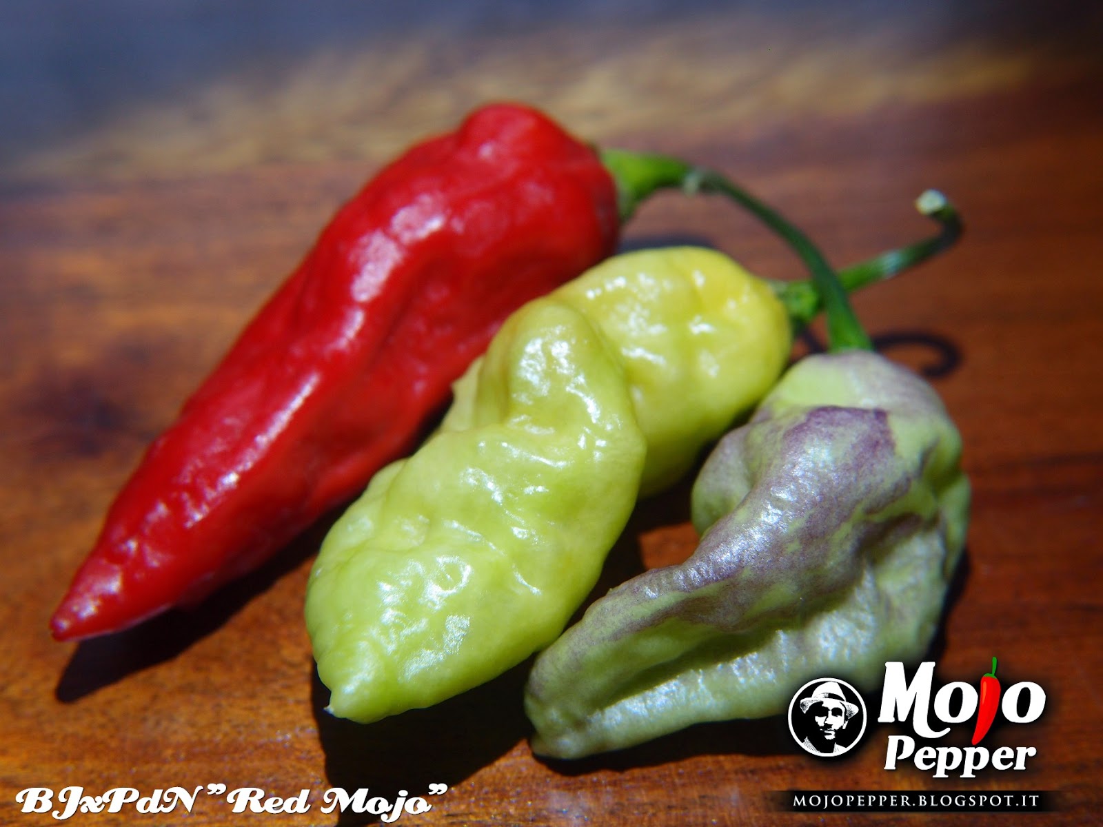 The Mojo Pepper - Just a Chili Pepper grower: Red Mojo Bhut x Neyde