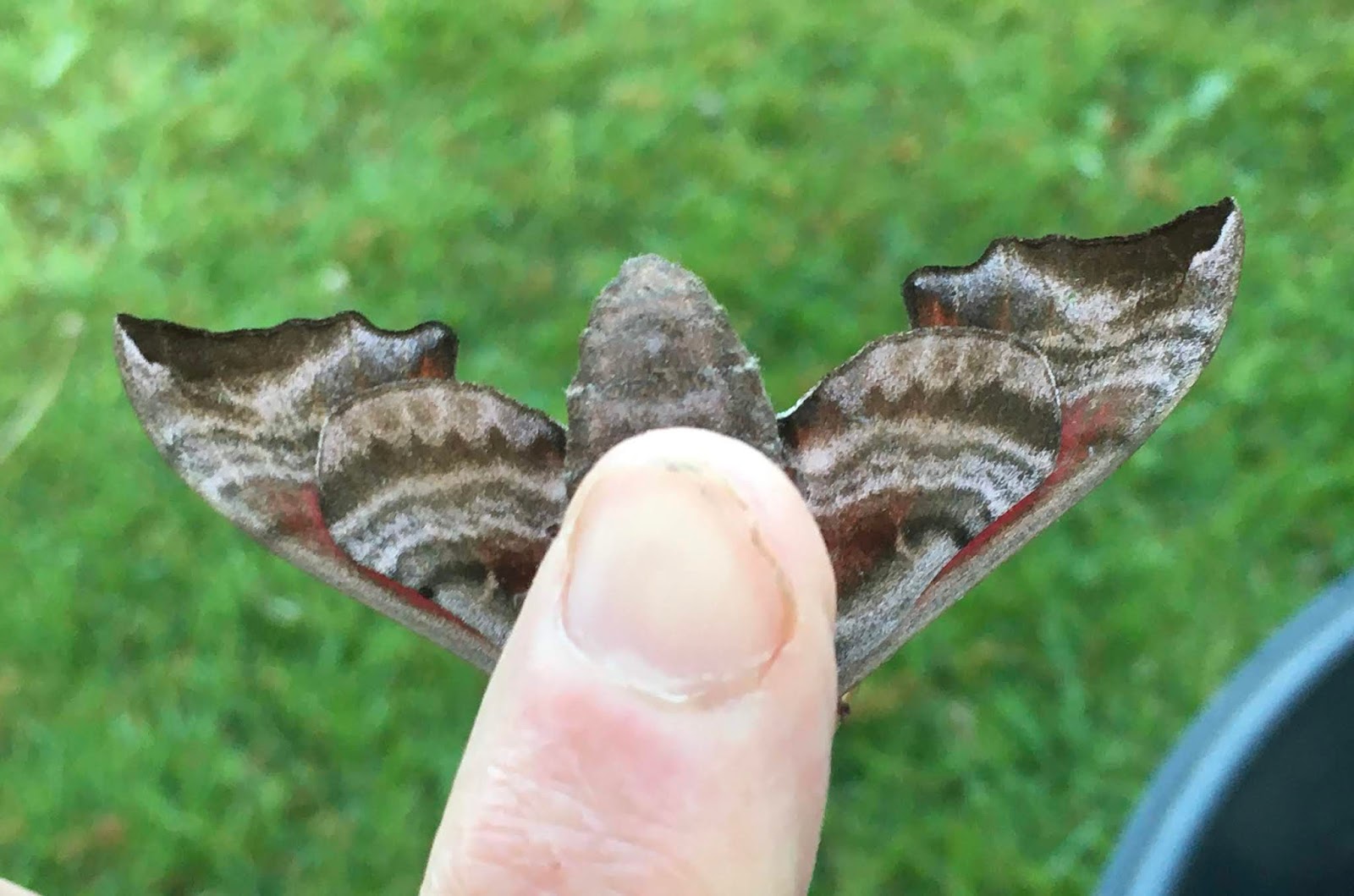 Martin's Moths: Eye eye