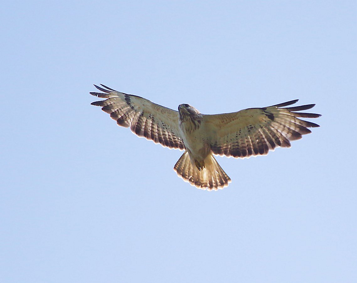 Birds of the Heath: Pale male Buzzard - an old friend comes to visit!