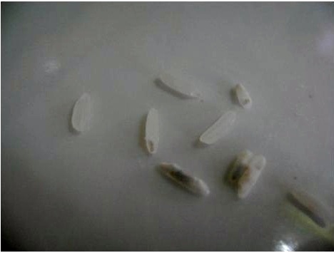 Topik.Gregorius.Adhi: Kutu Beras Yang Menyebalkan!