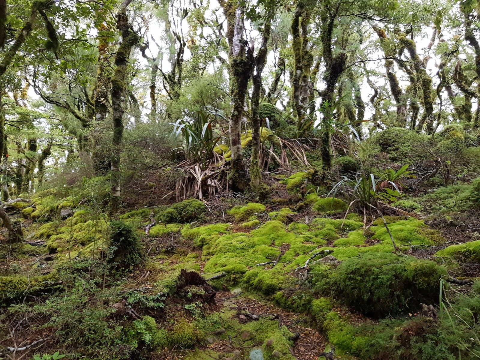 Tramping the Tararuas: Blue Range Hut