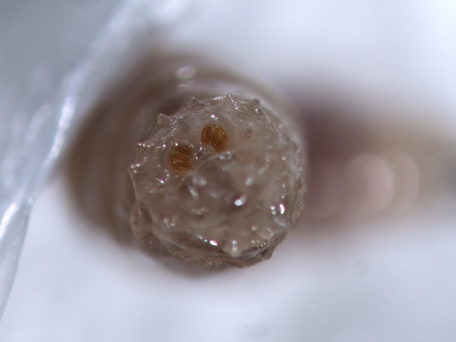 Creepy Dreadful Wonderful Parasites: Case of the Week 591