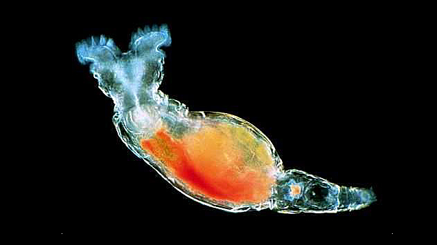 Bdelloid Rotifers - Discover Now - A picture gallery