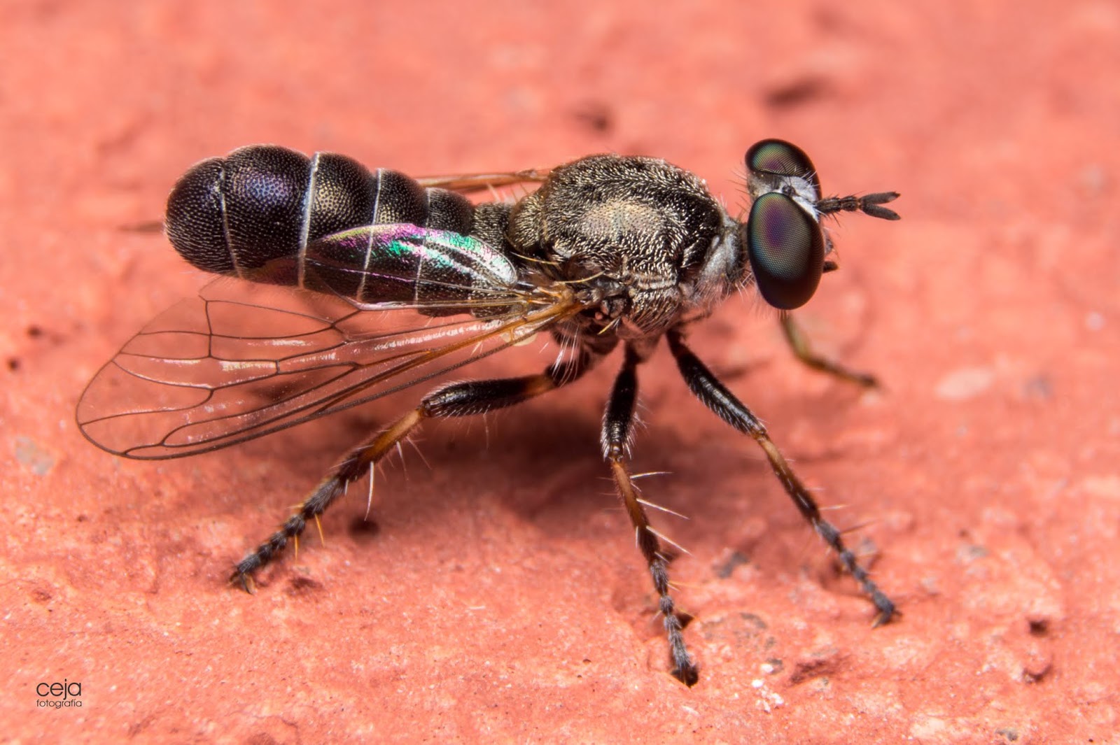 CEJA | Fotografía: Mosca Asesina - Robber Fly (Asilidae)