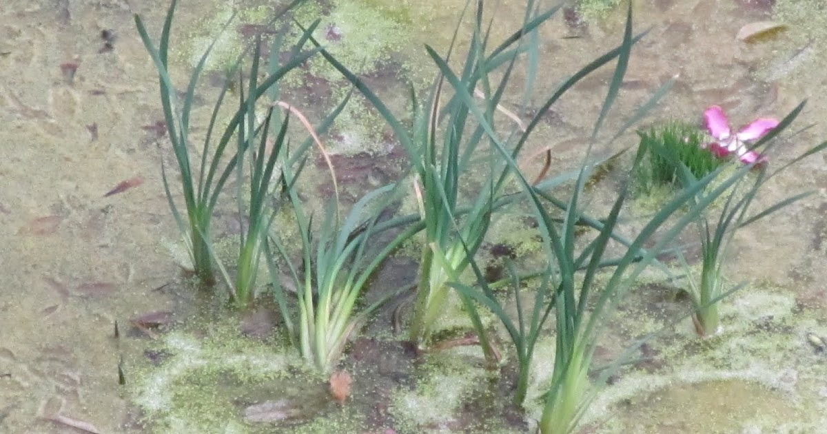 Das plantas e das pessoas: Typha sp. (Typhaceae) + Ceiba speciosa (A ...