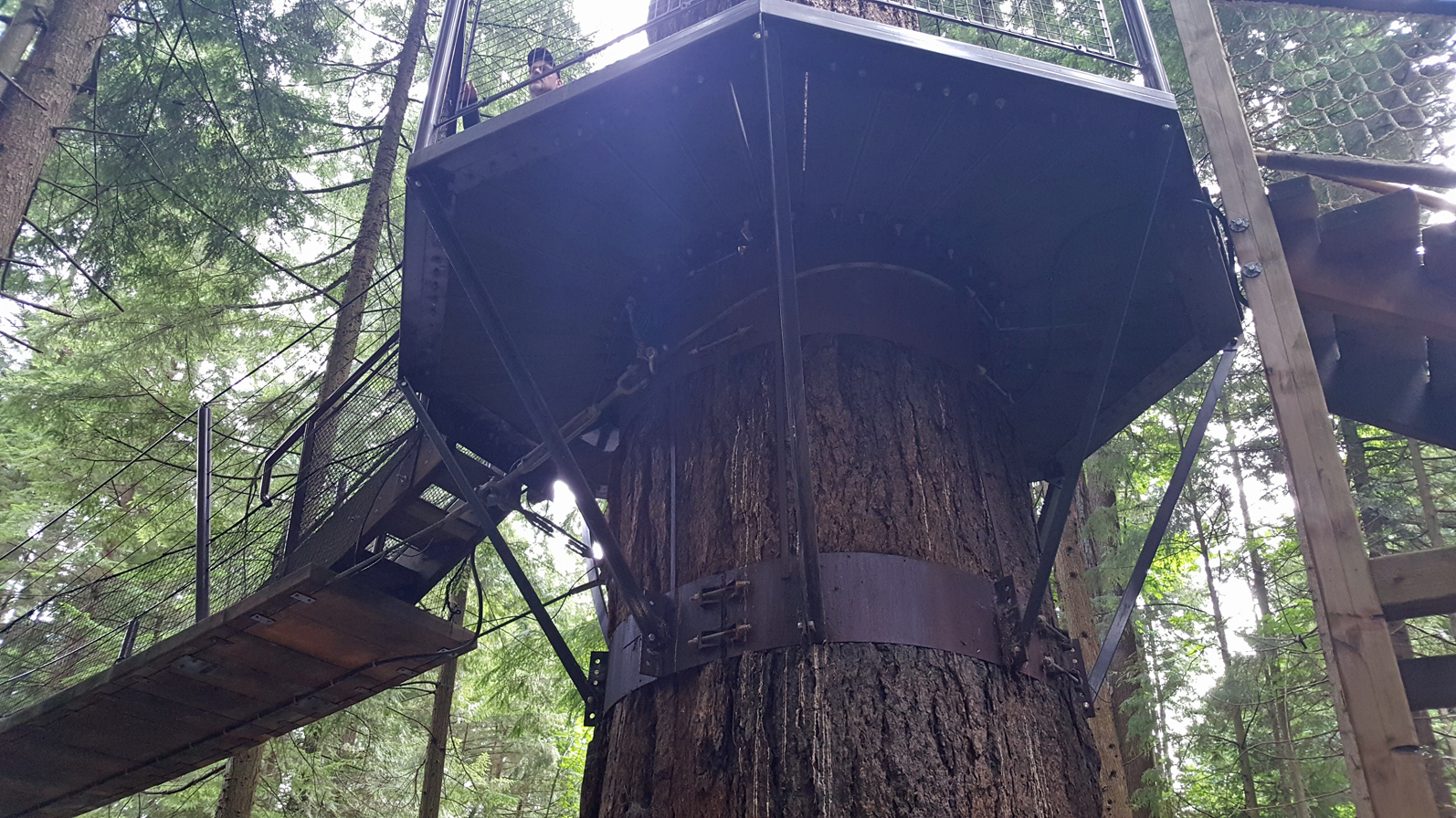 The Happy Pontist: Canadian Bridges: 6. Treetop Walkway, Capilano ...