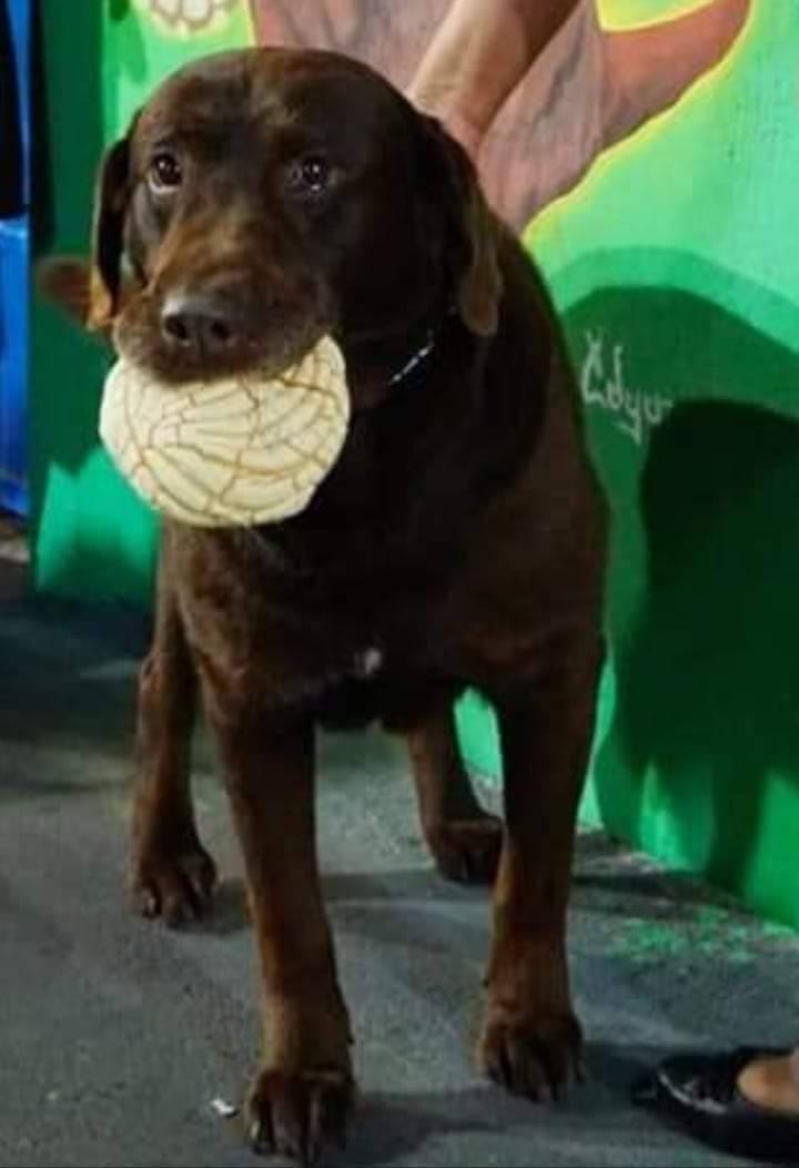 Este perrito es tan fan de las conchas, que hasta mural le hicieron ...